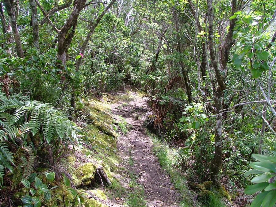 Alakai Swamp Trail | Kauai Hawaii